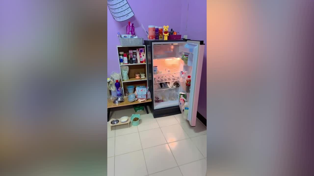 Kitten cools off in fridge on hot day