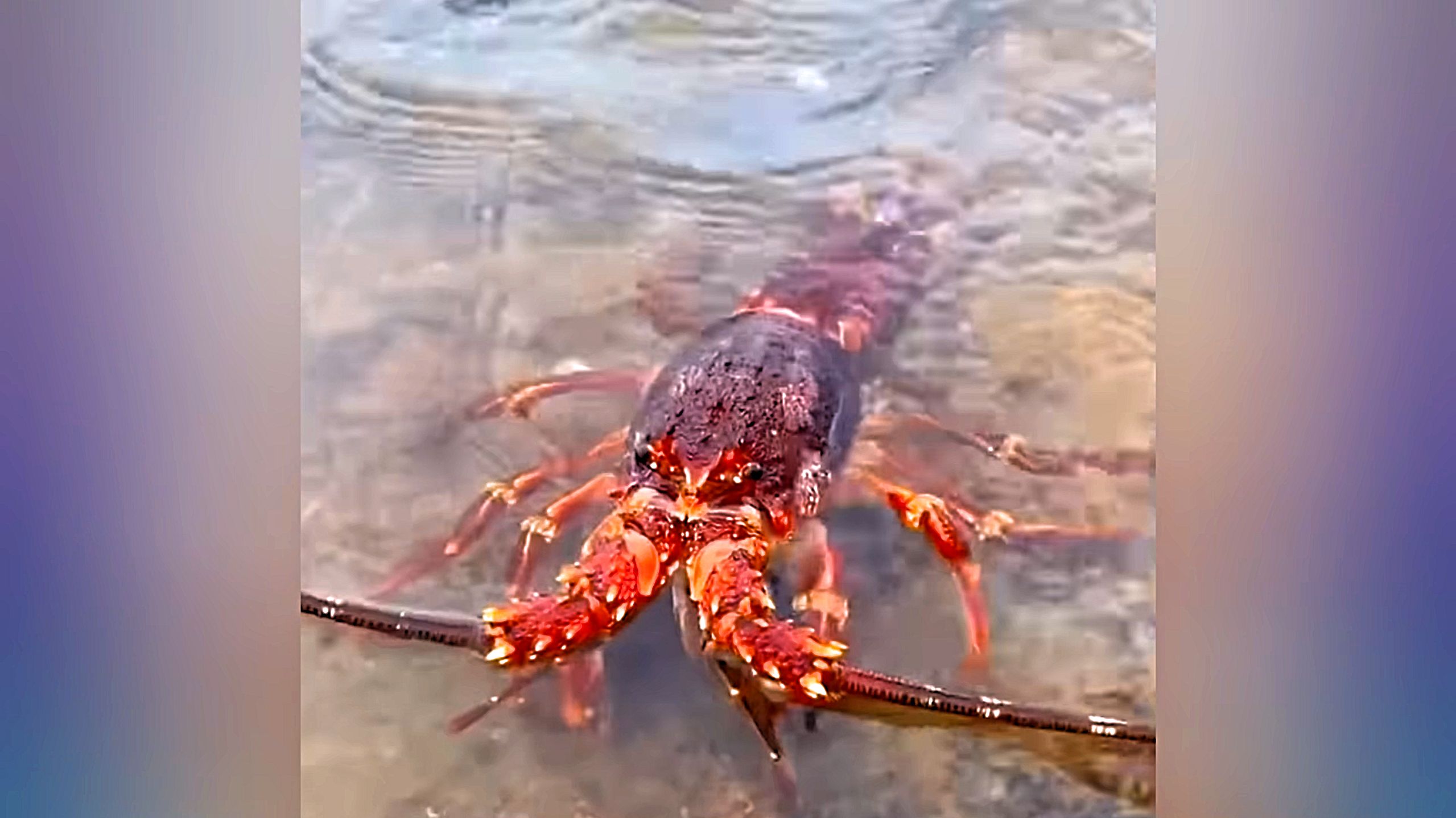 Red Crayfish Is Pulled to the Surface of the Water by a Fisherman