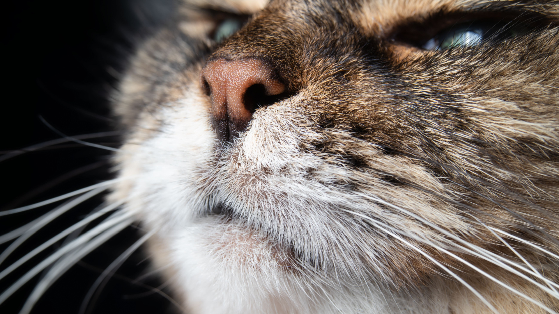 6 Smells Most Cats Dislike And 7 That They Tend To Adore