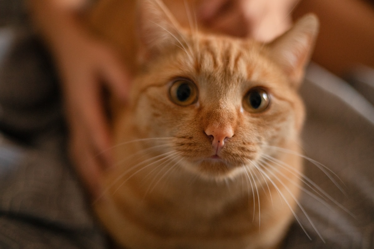 Paralyzed Cat Adorably Attempts To Jump Out of His Stroller