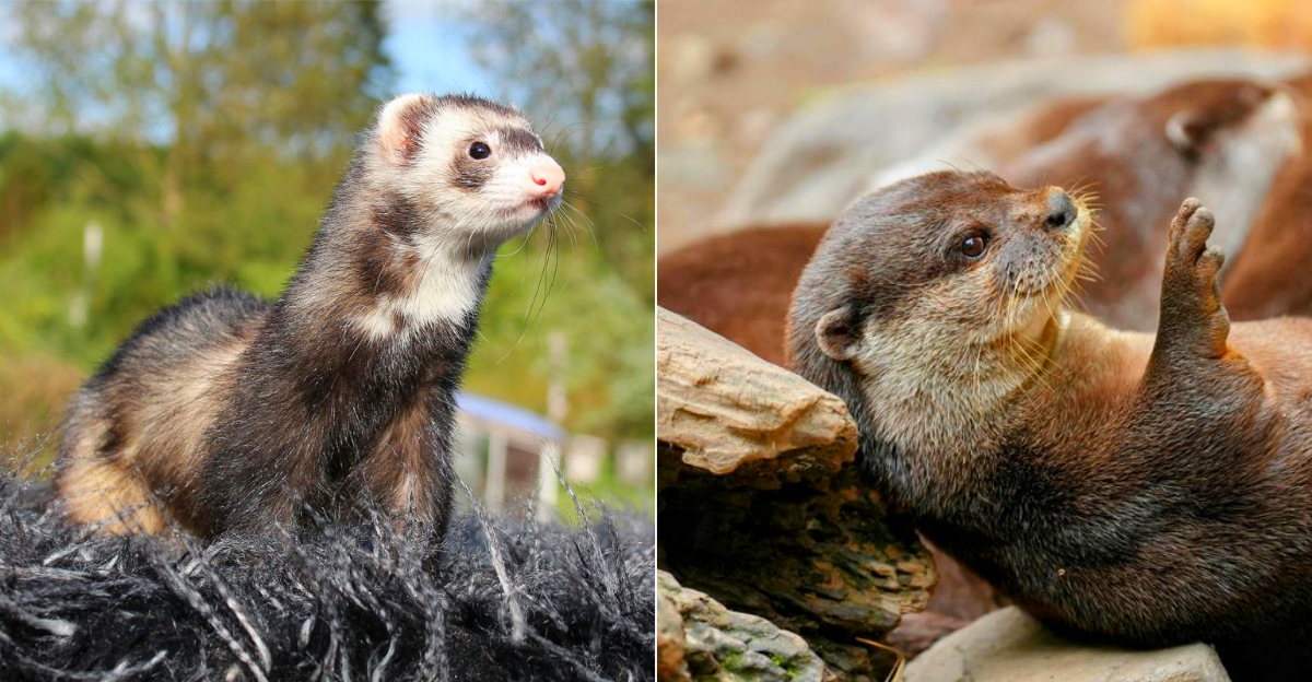 These 14 Animals Survived Extinction Against All Odds