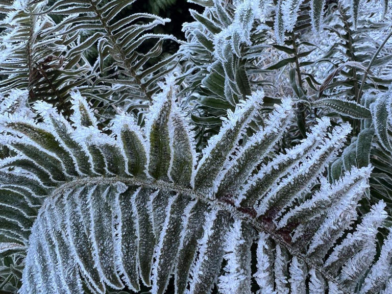 Break out your ice scrapers. Bellingham area could see its first frost