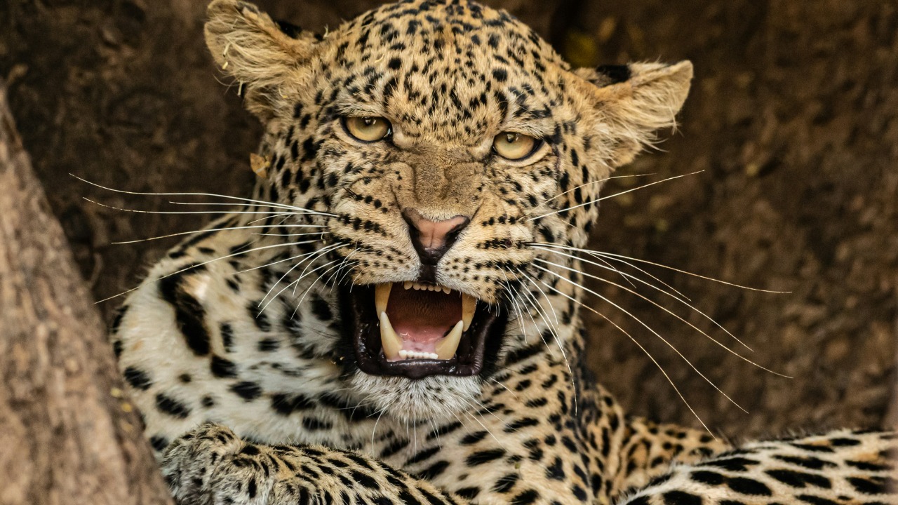 AI reveals leopards once ate early human ancestors’ faces
