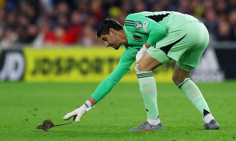 Wales vs Belgium World Cup qualifier stopped as RAT invades pitch ...