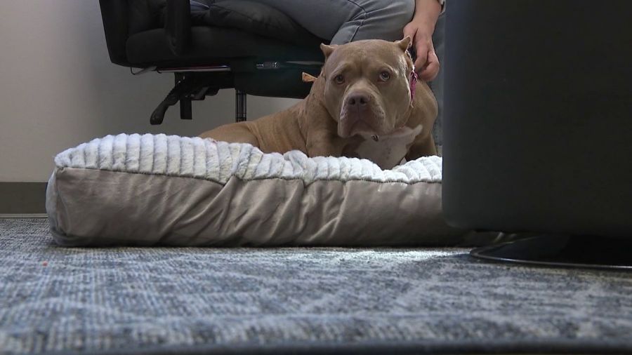 Condition of dog caught in crossfire of shooting in Youngstown is touch ...