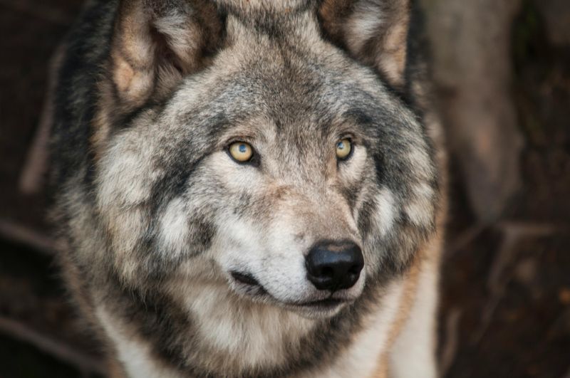 These 14 Animals Survived Extinction Against All Odds