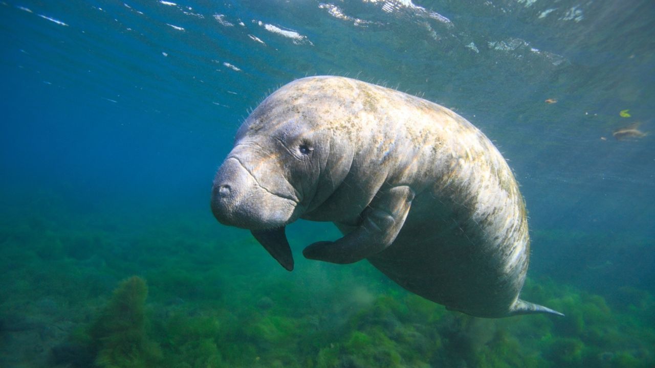 The miracle at Manatee Lagoon: how Florida saved a species from extinction