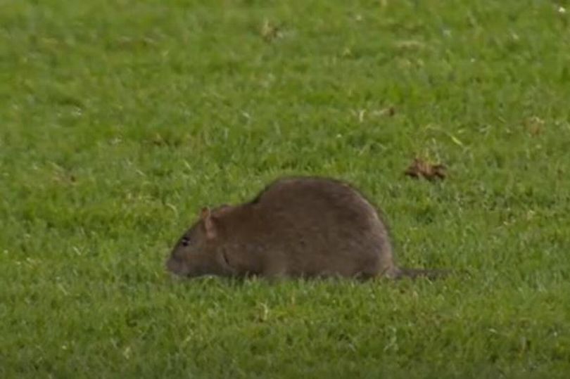 Wales v Belgium match halted as giant rat invades pitch