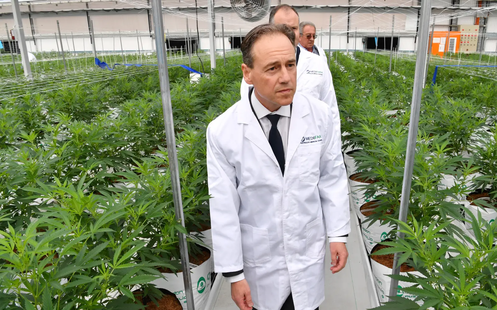 Australian doctors warn of ‘excessive’ medical weed prescriptions