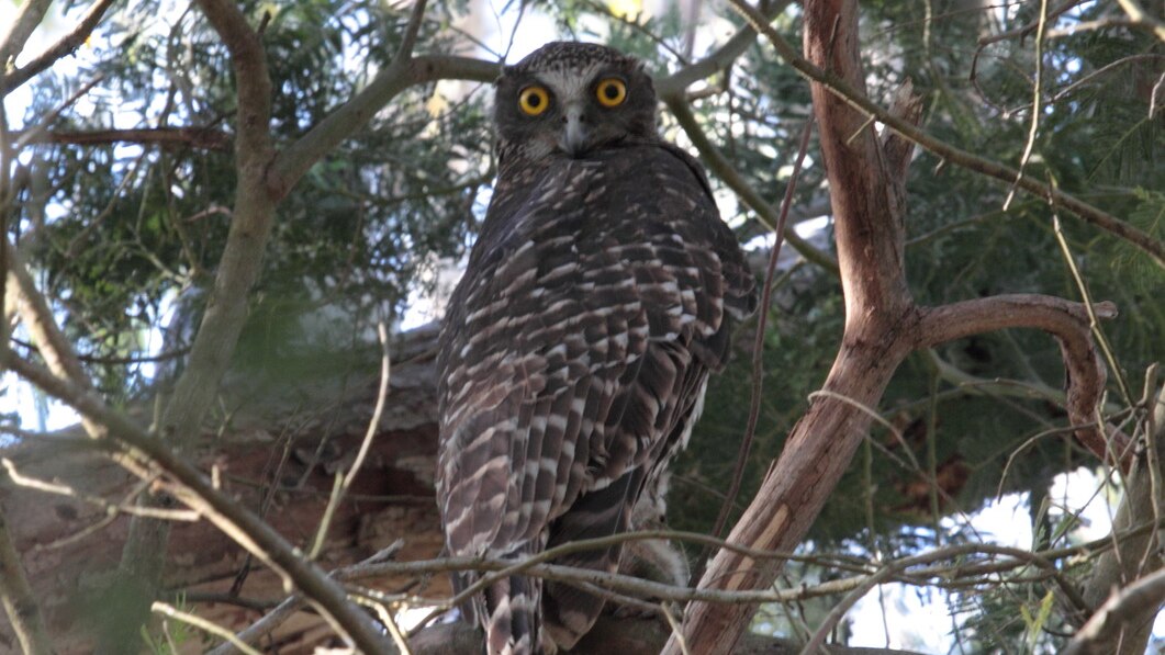 Endangered powerful owl among 'sound bath' of bird calls captured by ...