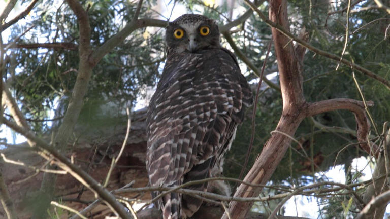 Endangered powerful owl among 'sound bath' of bird calls captured by ...