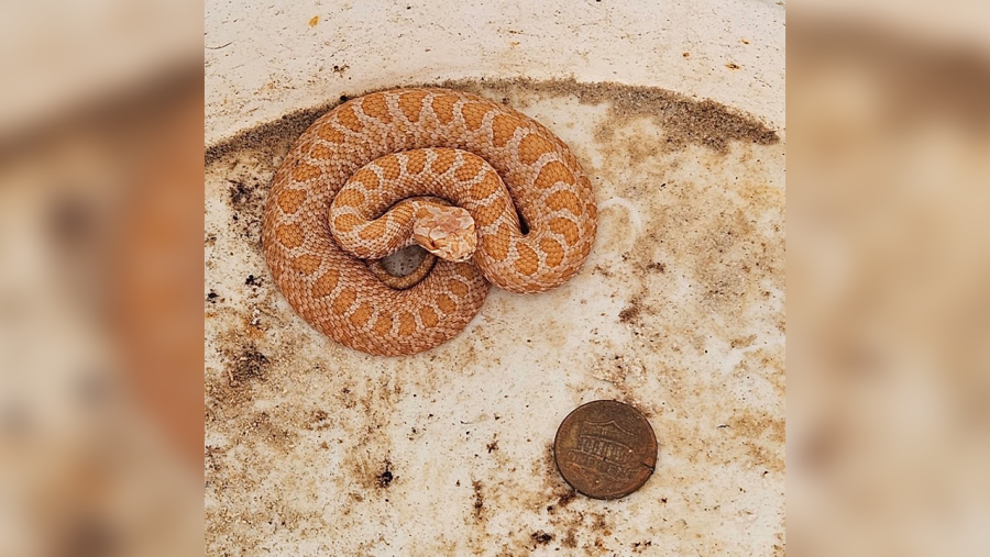 ‘It’s pretty rare’: Odd orange rattlesnake spotted in Kansas
