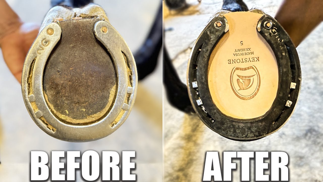 Farrier full hoof restoration | Satisfying 4K ASMR