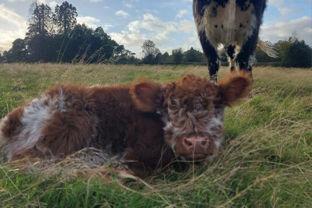 Meet the adorable baby cows born in forest