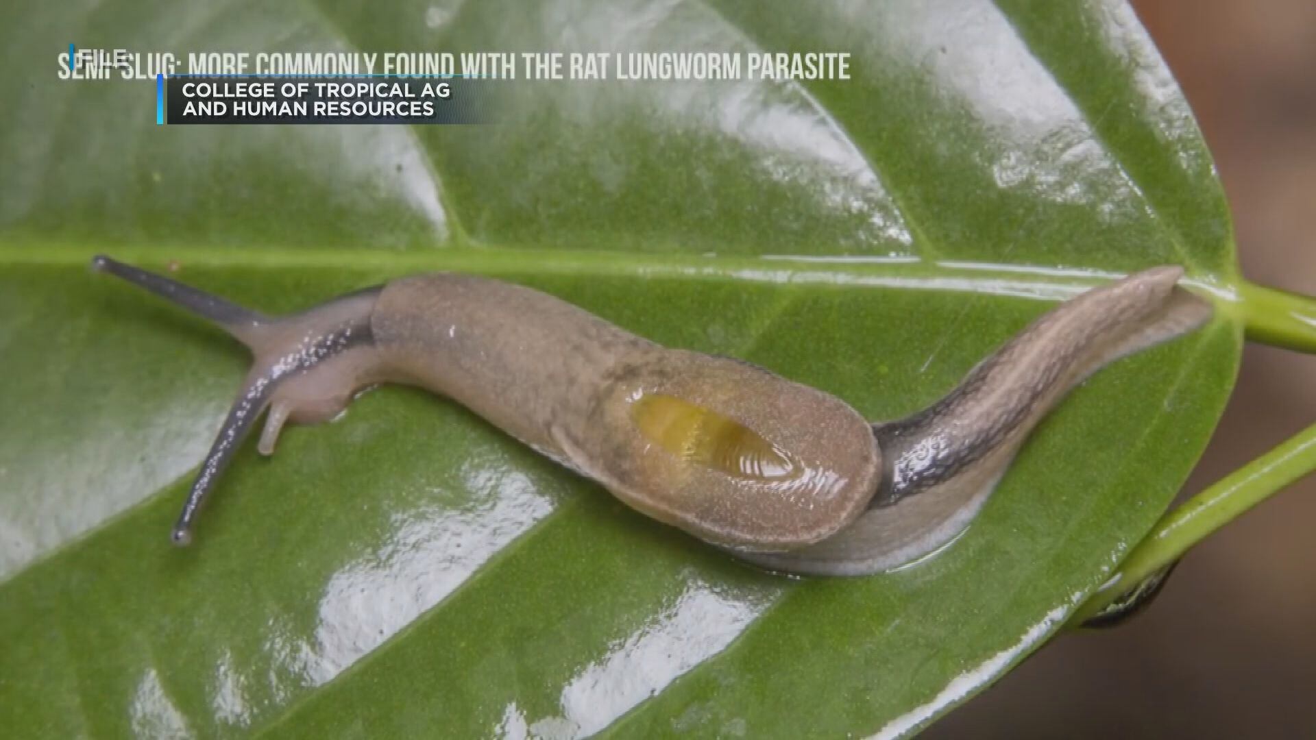 New case of rat lungworm disease confirmed on Kauai
