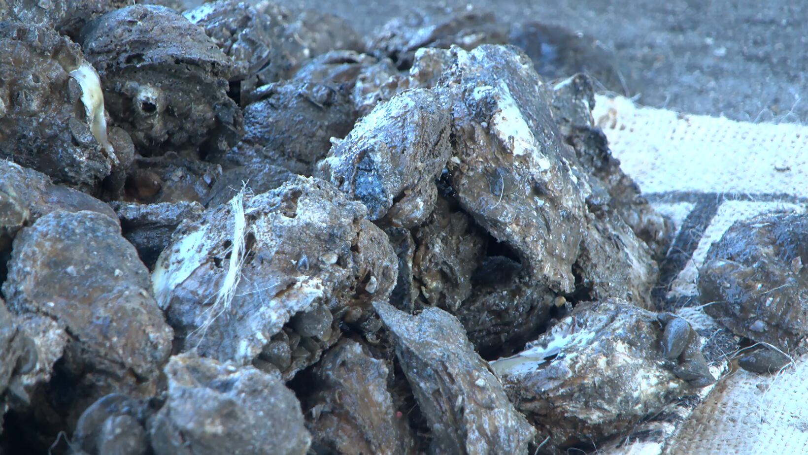 Oyster season opens strong after years of recovery from 2019 Bonnet ...