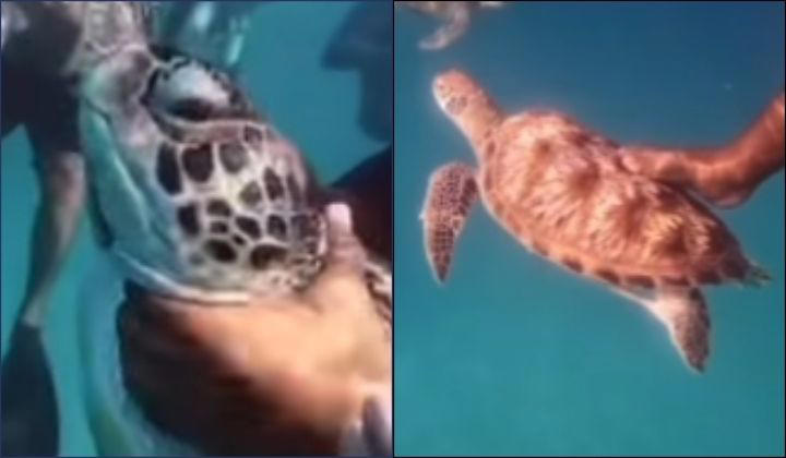 Tourists & Guide Condemned For ‘’Choking And Kicking’’ Endangered Sea ...