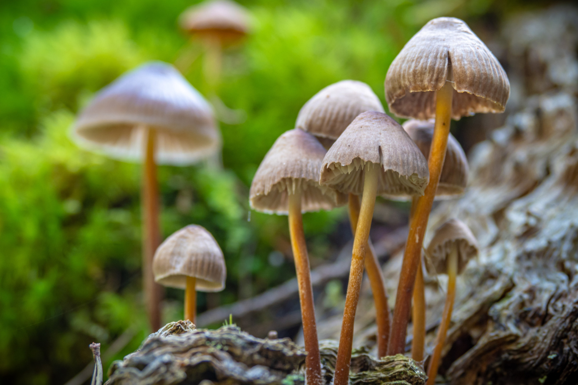 What do psychoactive plants do to your mind, according to science?