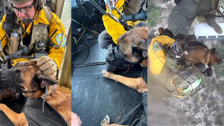 Brave Dog Airlifted After Being Injured on Arizona Hiking Trail ...