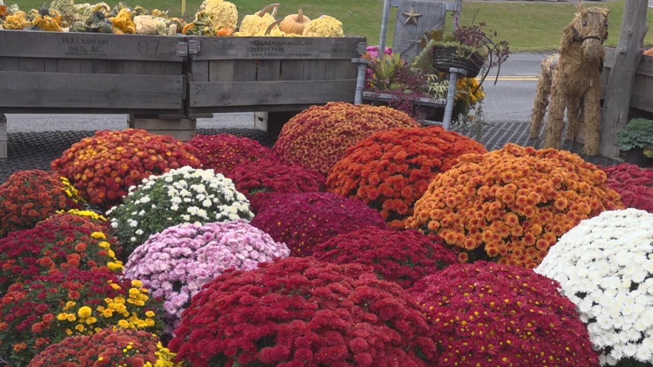 Penn Laird produce business speaks on ‘Mum Care’ during fall season