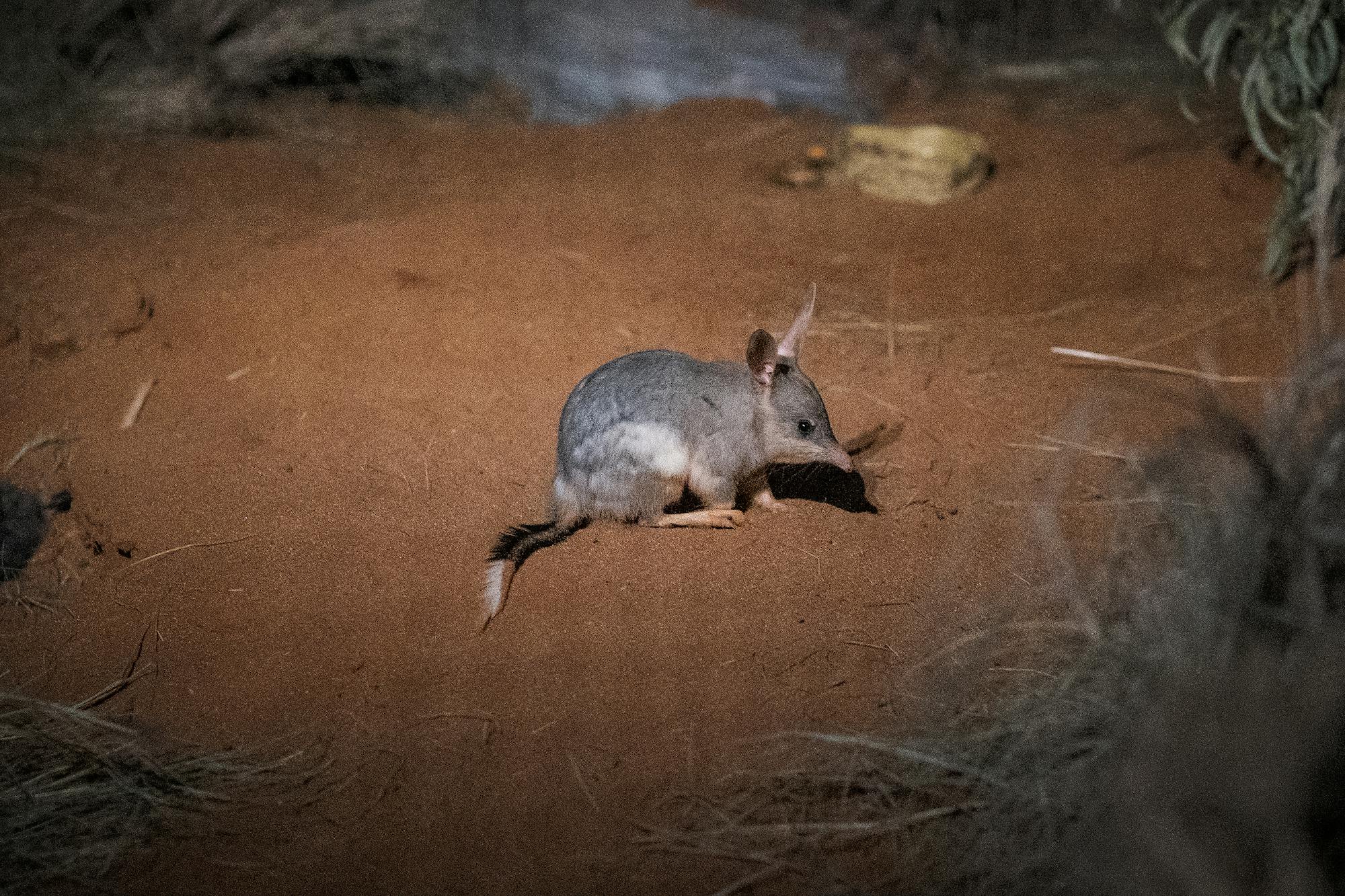 It took just 60 years for red foxes to colonise Australia from Victoria ...