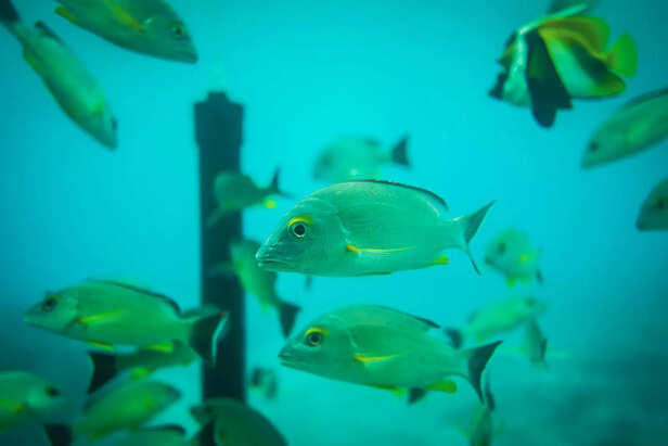 How Water Temperature Influences Fish Behavior