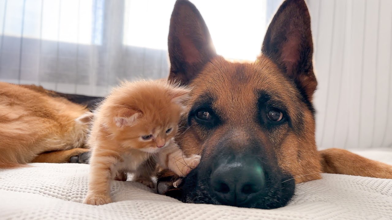 Kitten verovert het hart van een lieve Duitse herder
