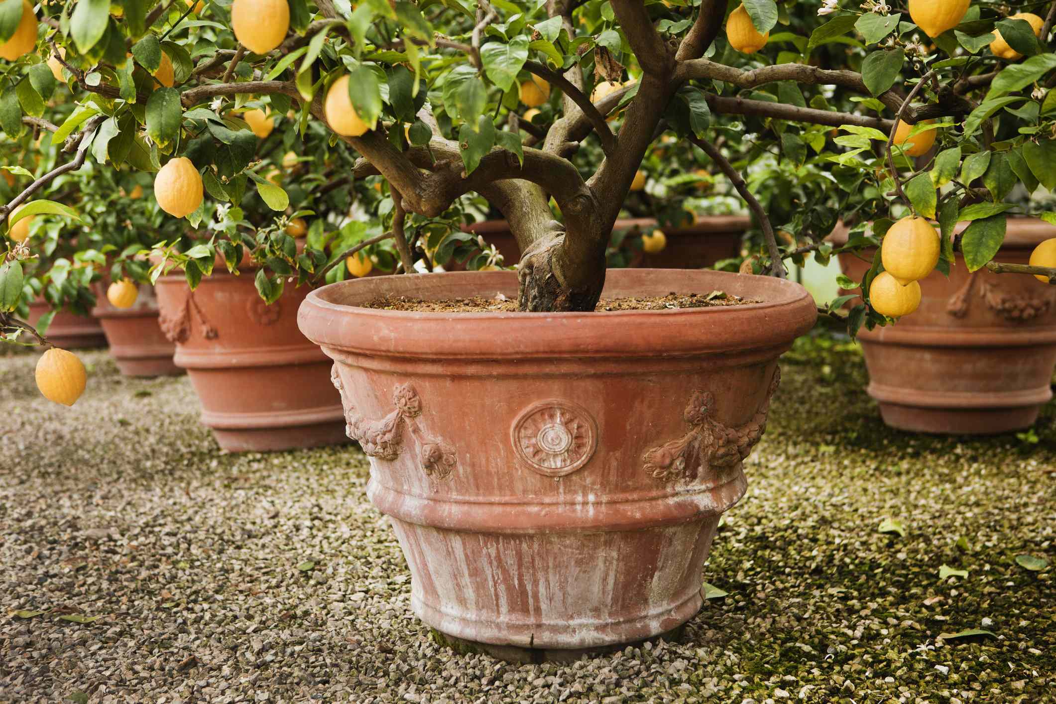 Yes, you can grow a lemon tree in a pot—here’s how to do it right
