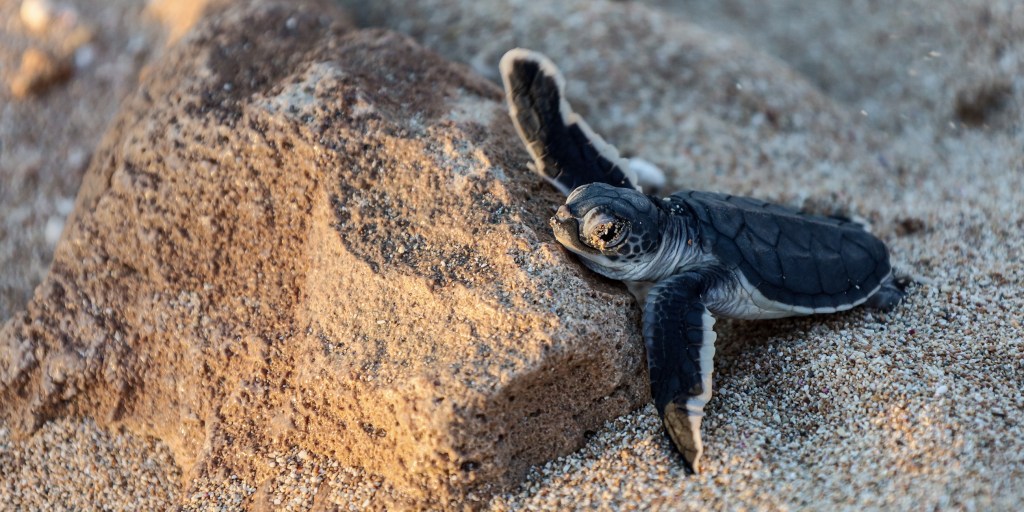 It’s officially turtle season in Ningaloo: here’s how to experience it