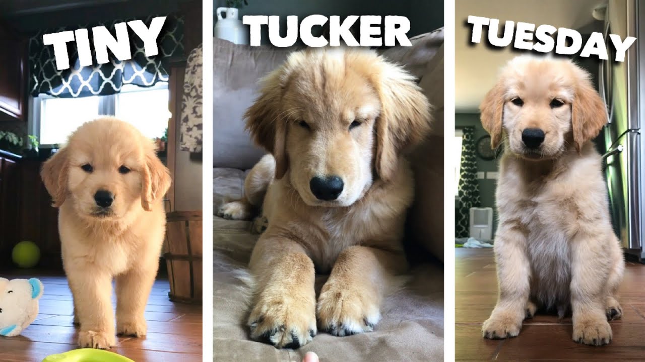 Baby Tucker Moments