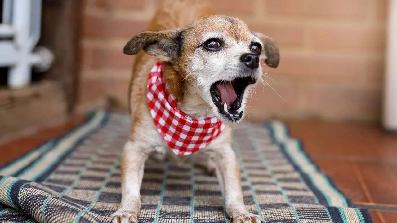 5 pet dog breeds that are not suitable for families with children-- And why