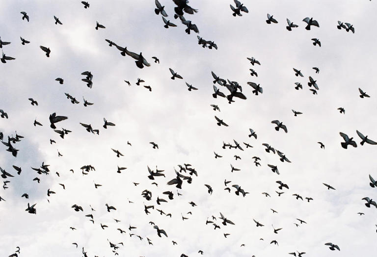 Rapture 2025 Did Not Happen But Video Of 'Millions' Of Birds Swarming ...
