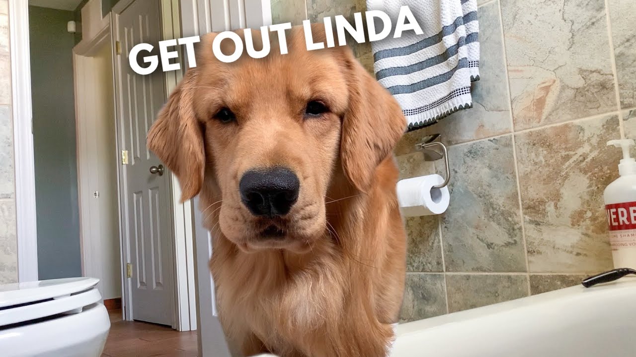 My Dog Can’t Let Me Bathe Alone