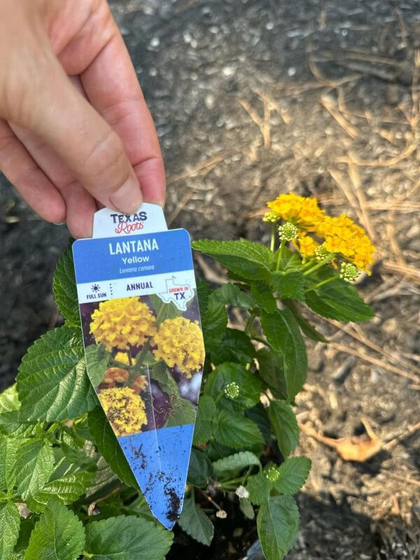 Gardener distressed after learning truth about seemingly innocent plant ...