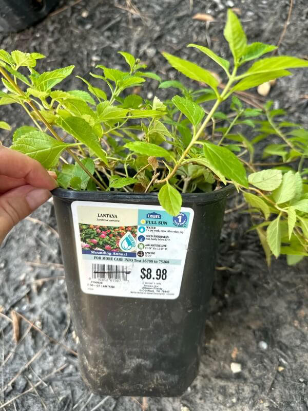 Gardener distressed after learning truth about seemingly innocent plant ...