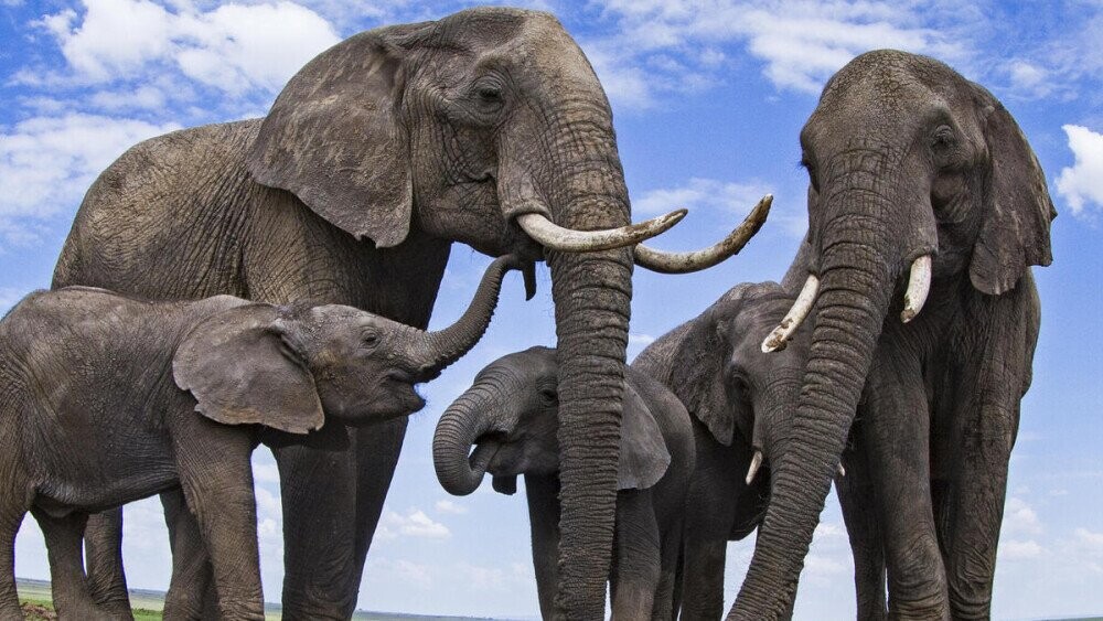 26 Animals and Their Out-of-This-World Traits