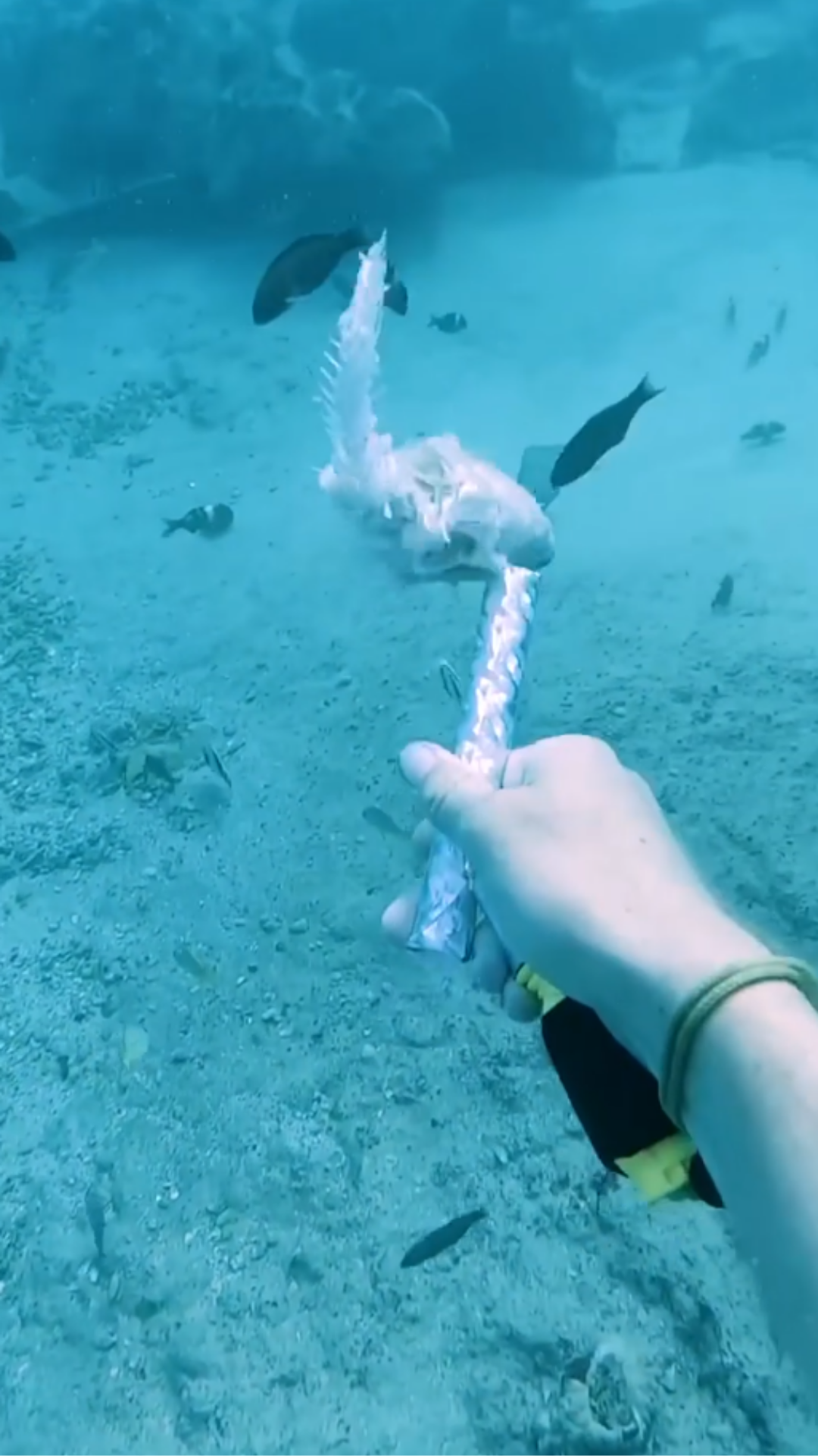Is This a Zombie Fish or Just Having a Bad Day?
