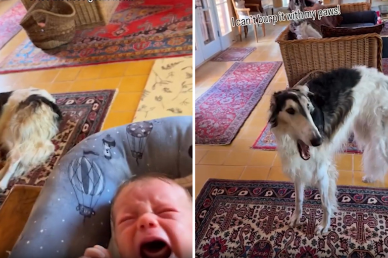 Dog hears newborn brother cry, response goes viral: "Happens at all hours"