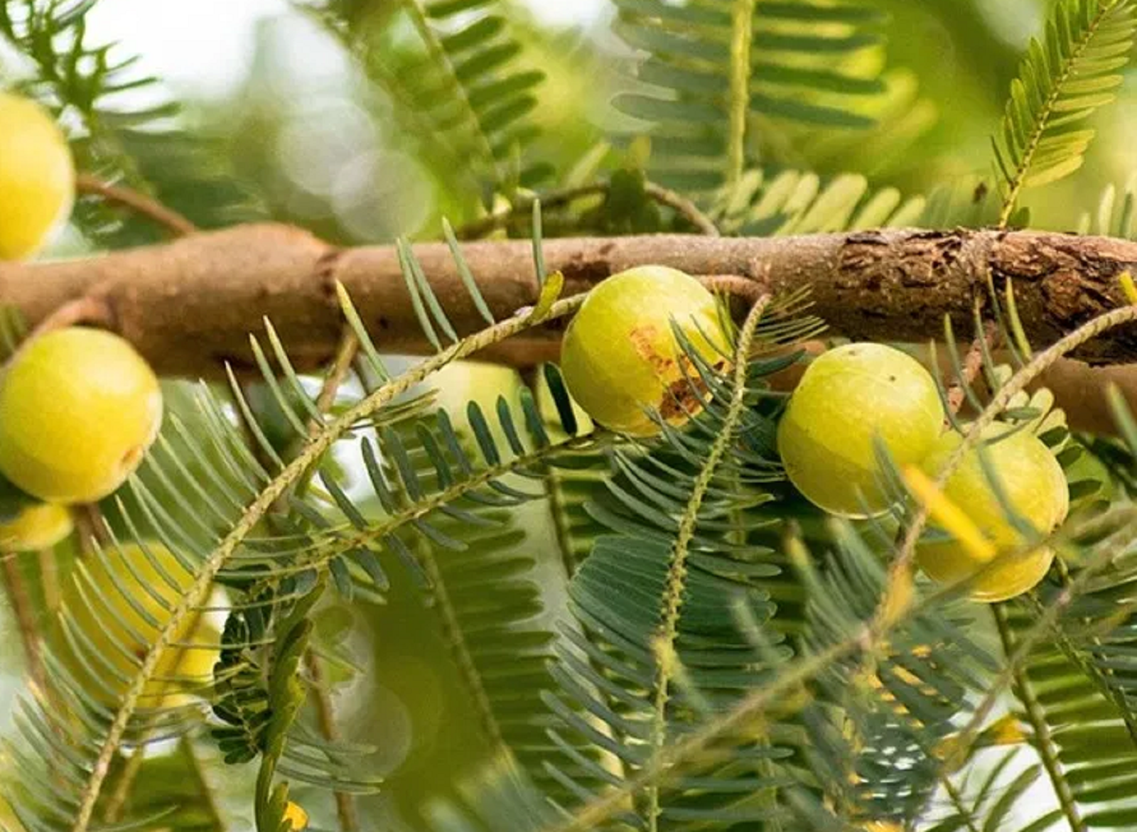 Gardening Tips for Growing Gooseberry (Amla) at Home: Key Care Instructions