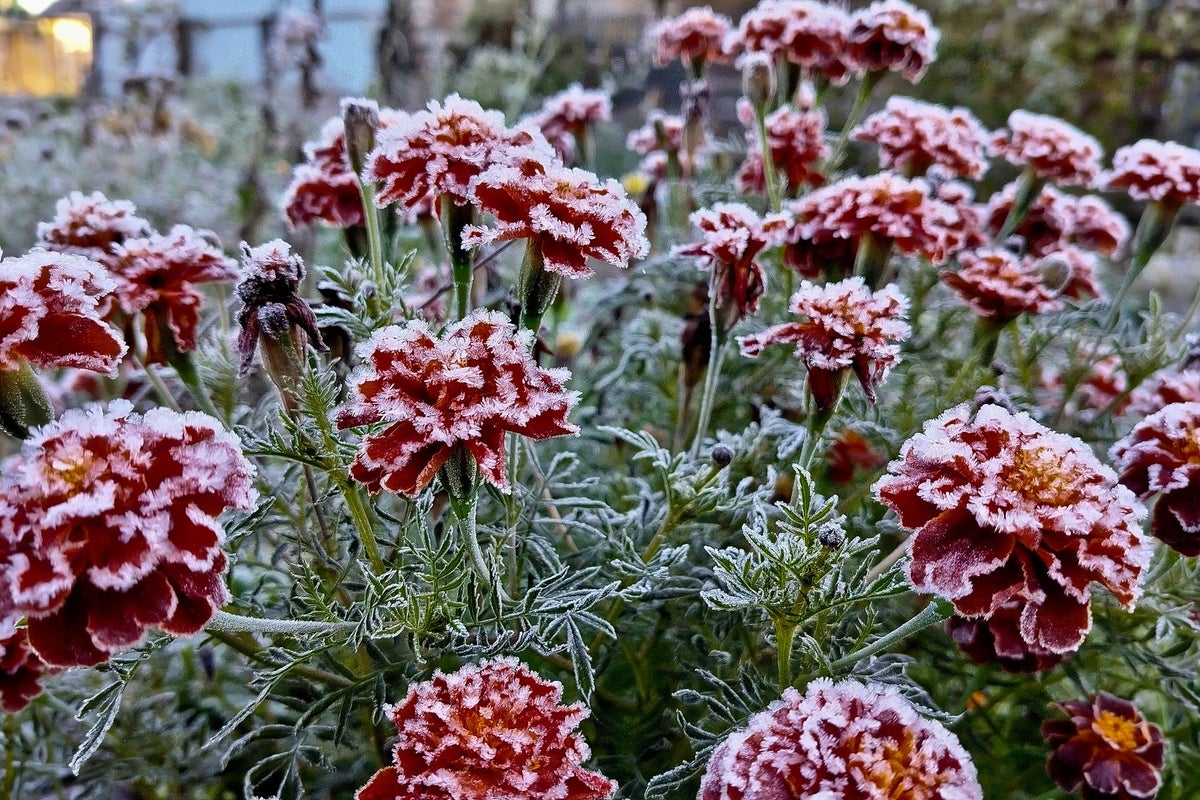 How to prevent your plants getting caught by frost this winter