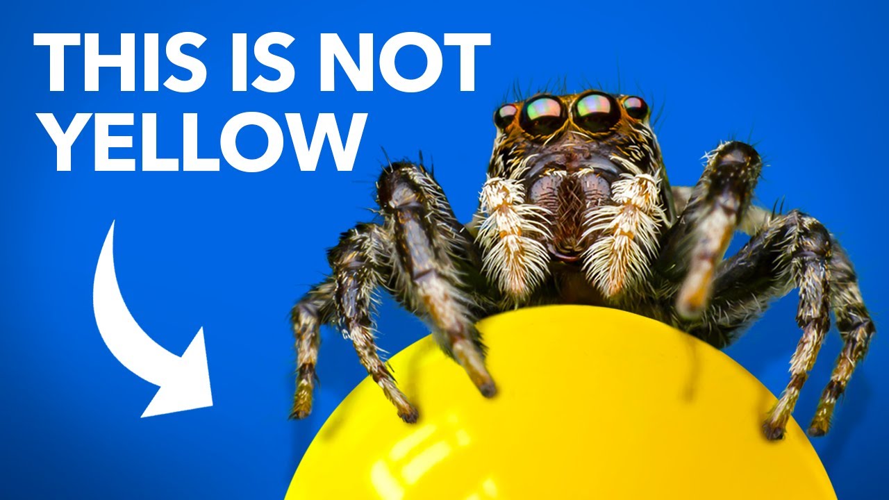 How Jumping Spiders See Colors Humans Can’t Even Imagine