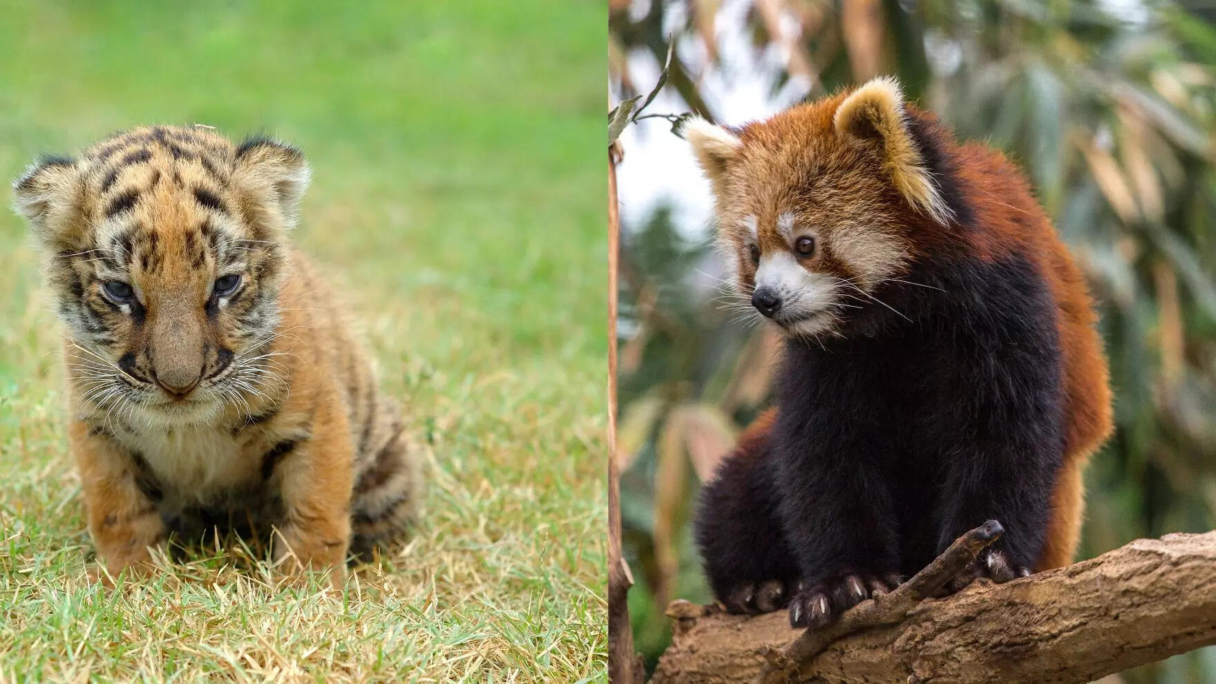 From Giant panda cub to Fennec fox kit: 8 adorable baby animals that ...