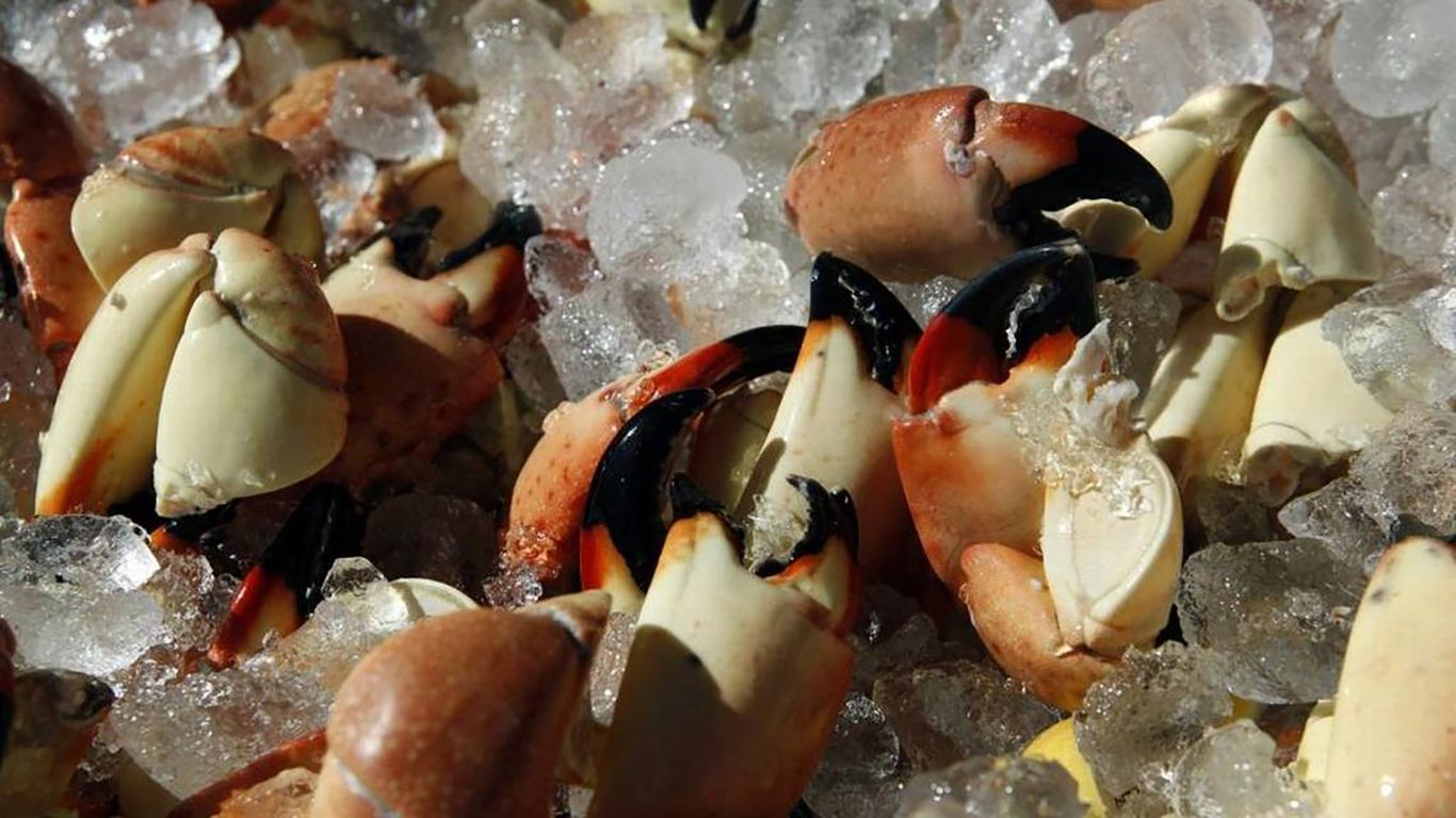 Stone crab season begins in Florida