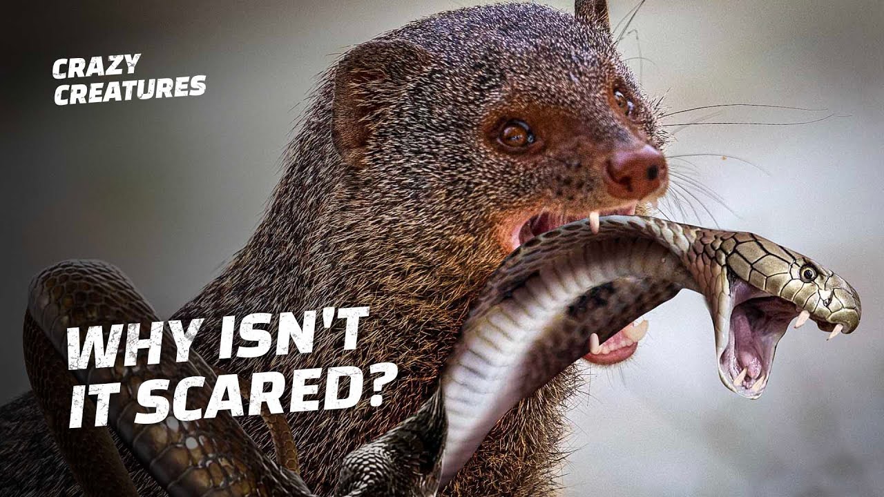 Venom vs. Reflexes: The Science Behind the Mongoose’s Survival
