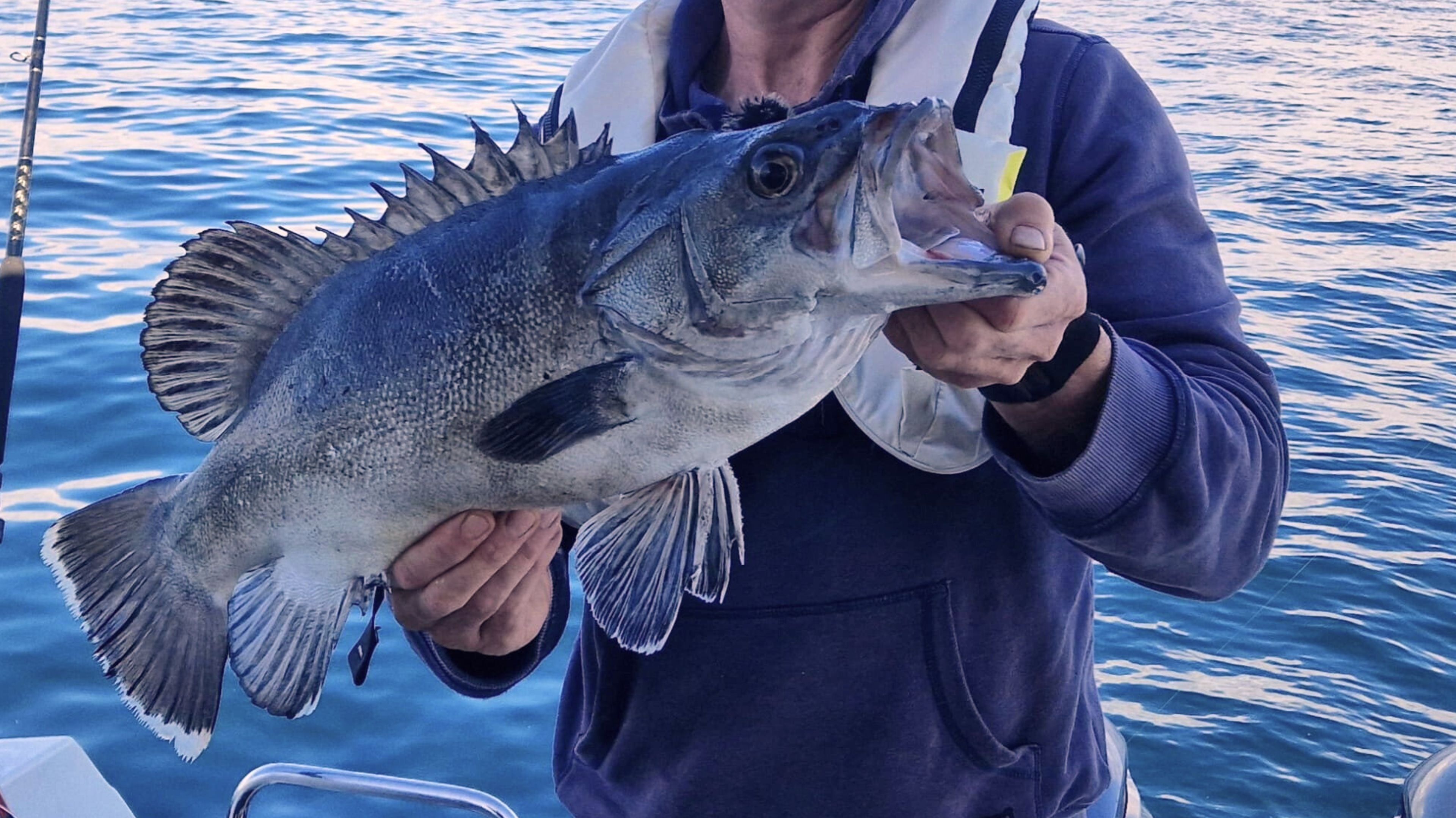 Angler lands “prehistoric” deep-sea wreckfish rarely seen by humans