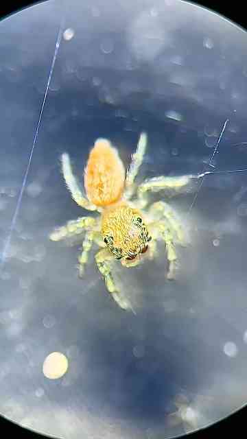 Baby Jumping Spider Under Microscope Reveals Telescopic Eyes!