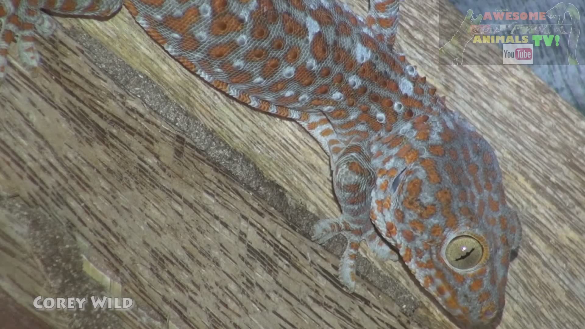 Can you eat cashew fruit? Giant tokay geckos travel Philippines