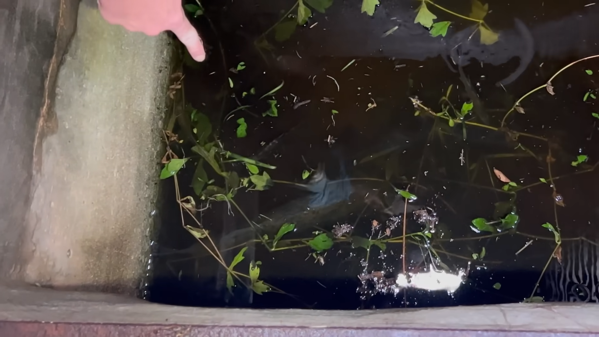 Netting trapped sewer fish for my aquarium