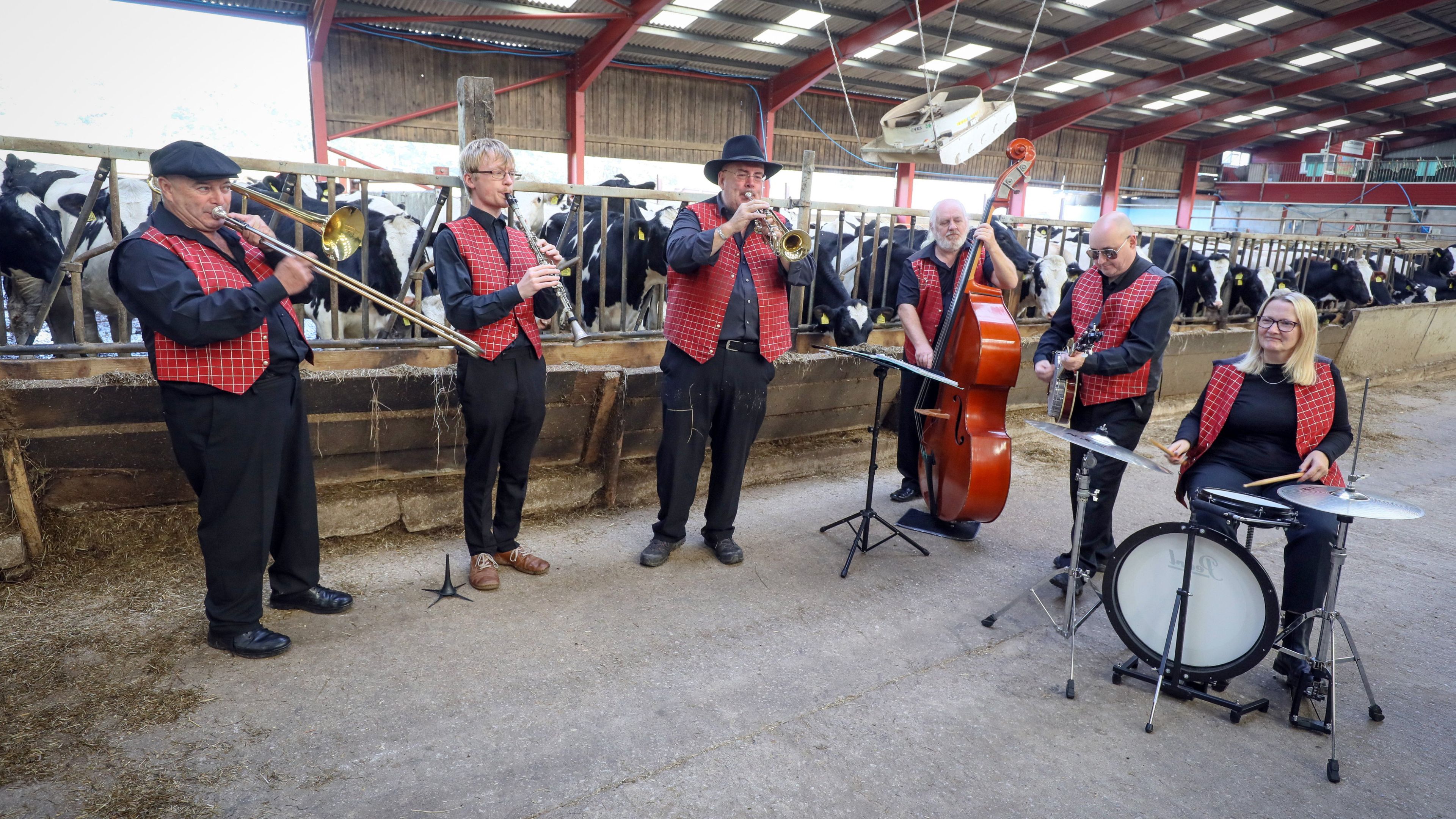Farm invite jazz band to play to cows - with hopes of increasing milk ...