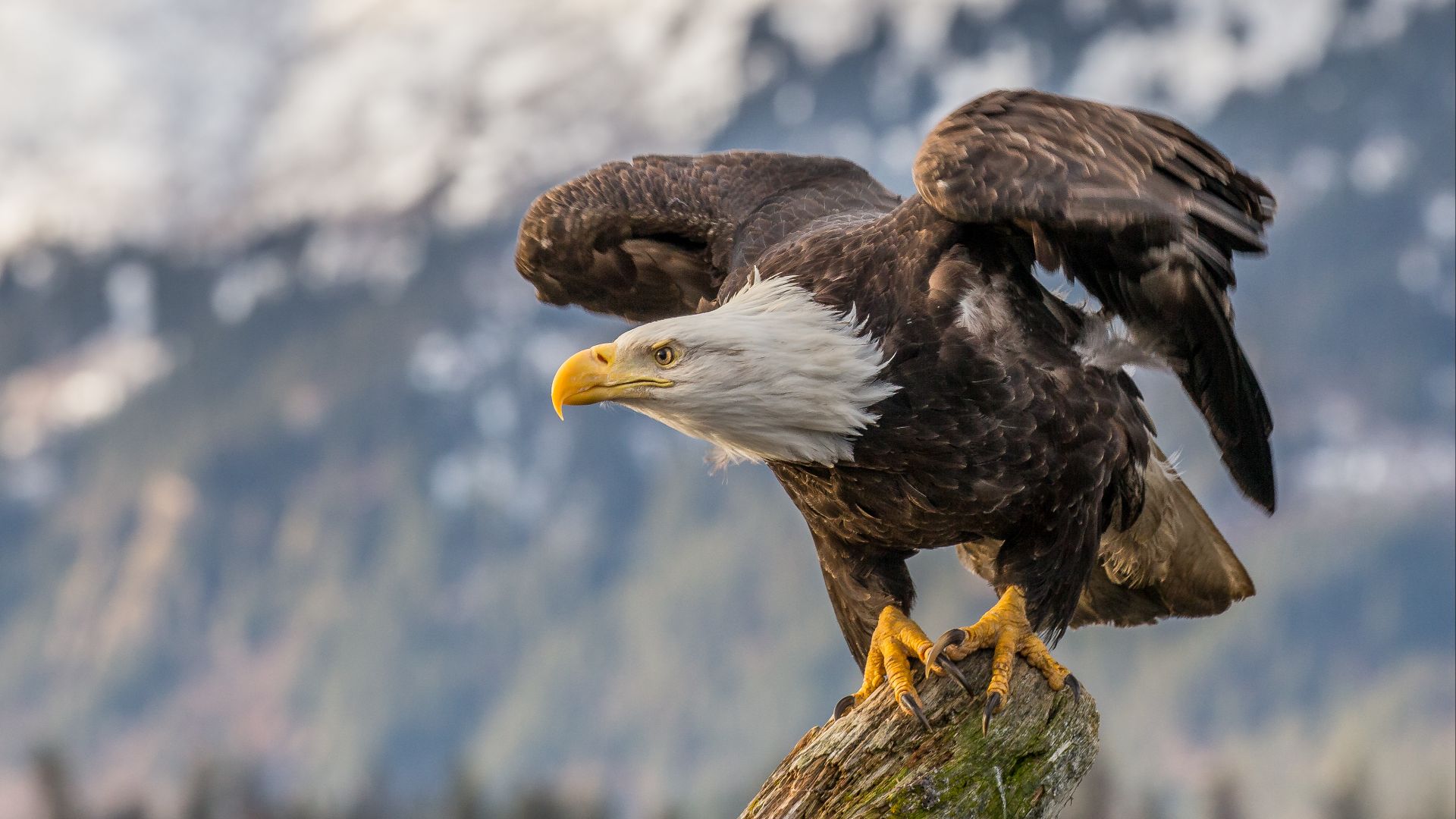 These Wild Animal Species Are Making A Strong Comeback From The Brink ...